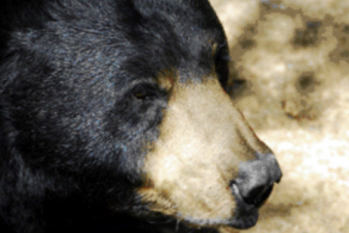 Bear Advocacy Group Sues Florida Fish and Wildlife Over New Black Bear ...