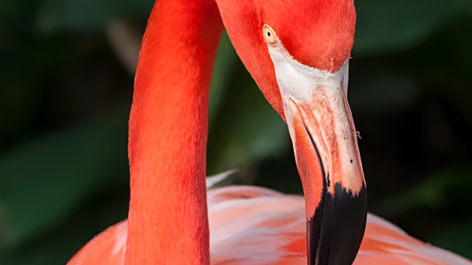 South Florida Lawmaker Files Bill to Make American Flamingo Official ...