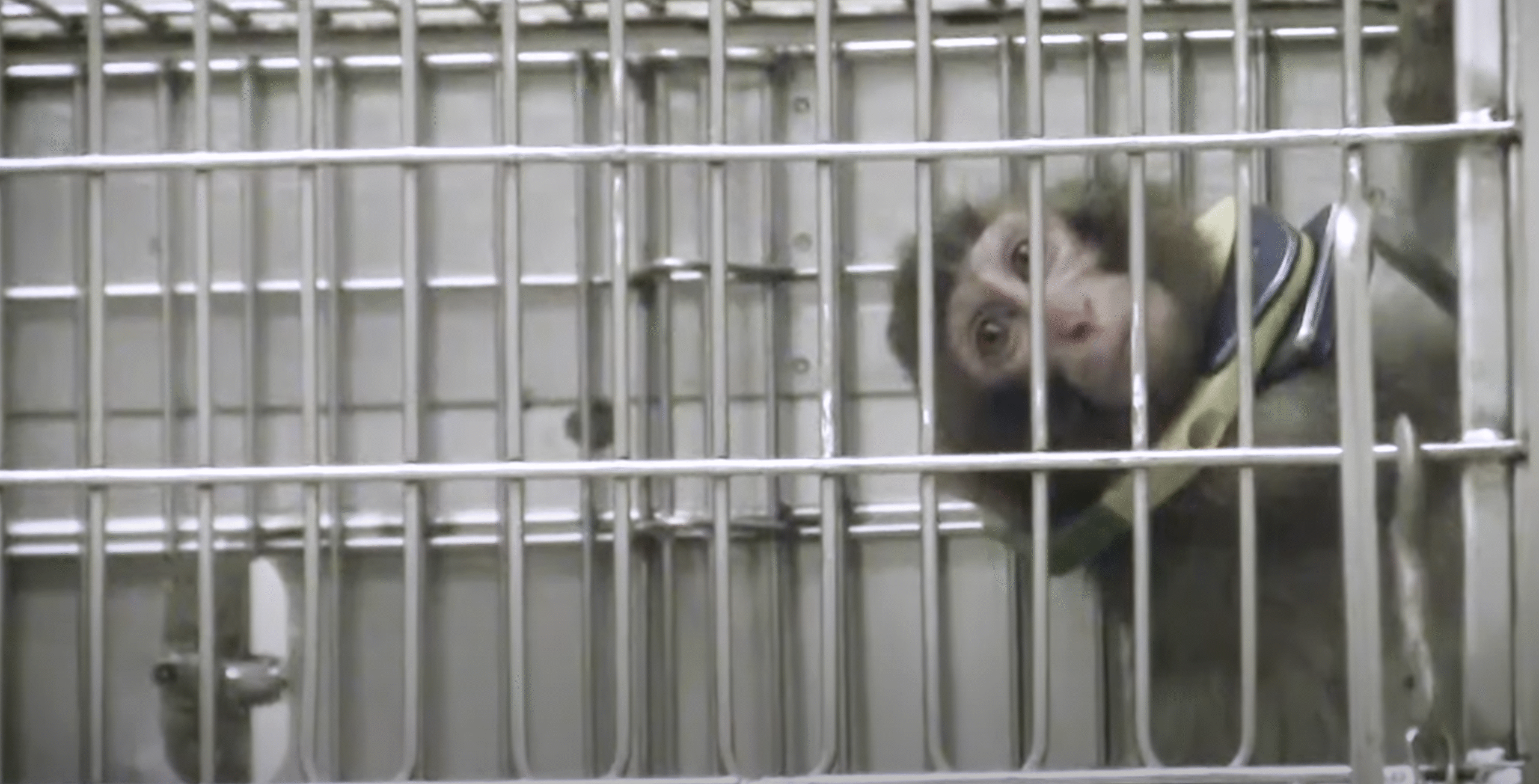 Monkey Business: Florida Taxpayers Appear to Have Paid for Transgender ...